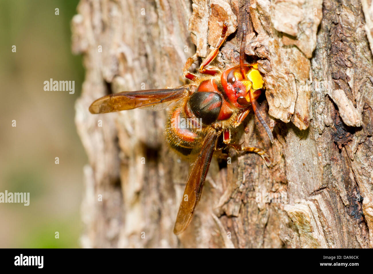 Hornet, Vespa crabro, insect, tree, animal Stock Photo - Alamy