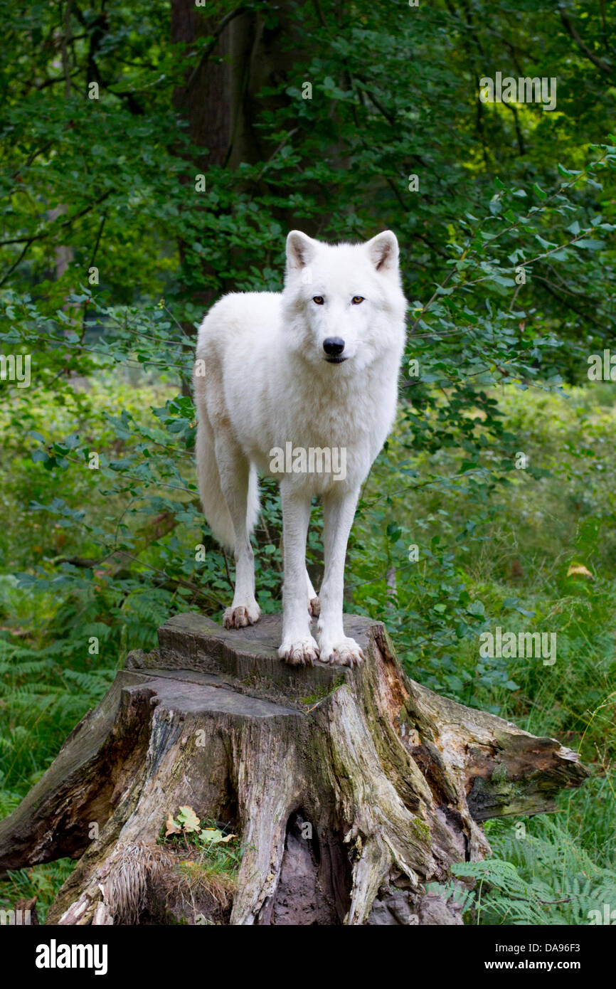 Alpha wolf hi-res stock photography and images - Alamy