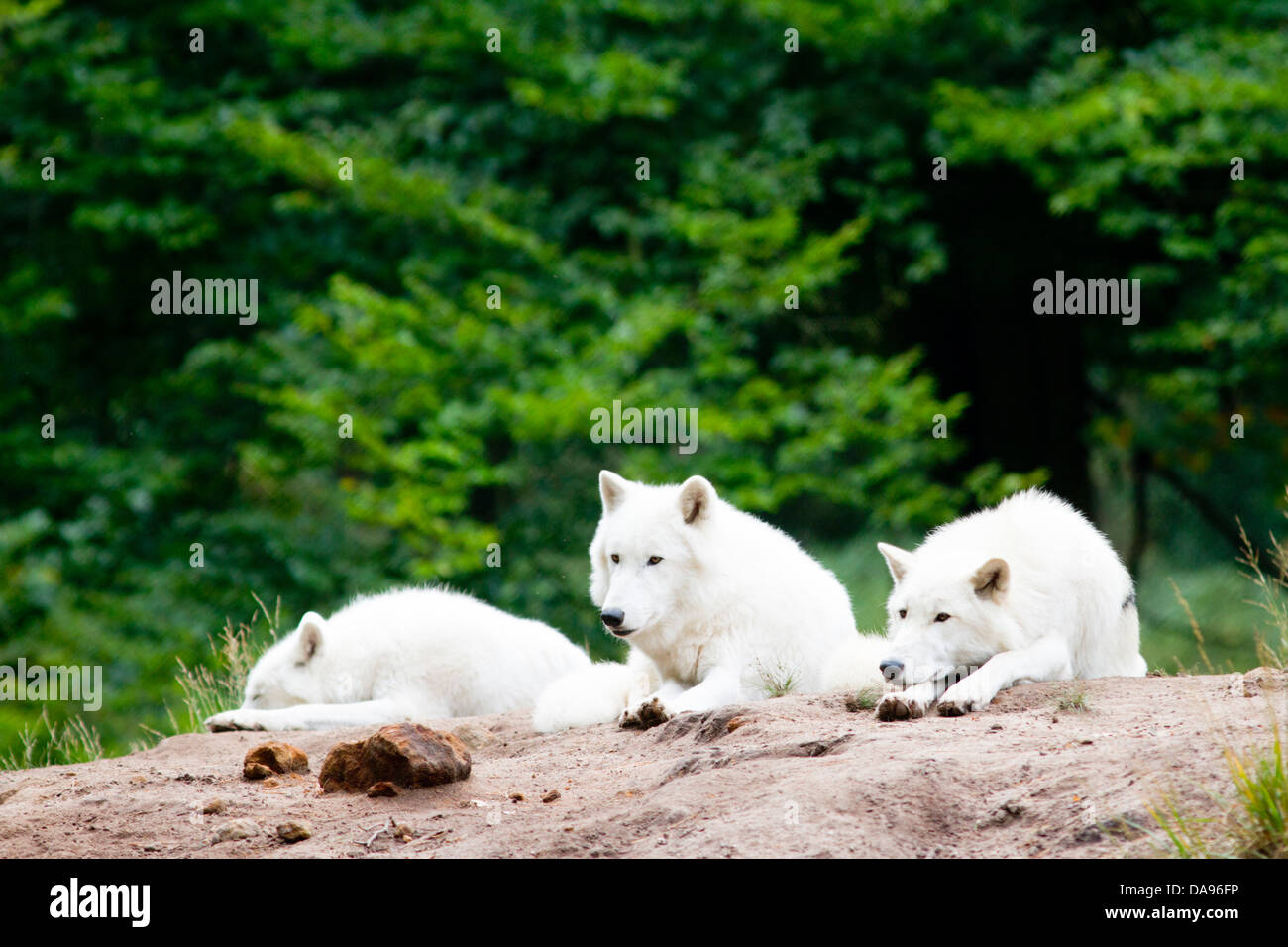 Tundra wolves, Canis lupus albus, Tundra, wolf, wolves, Wolf pack ...