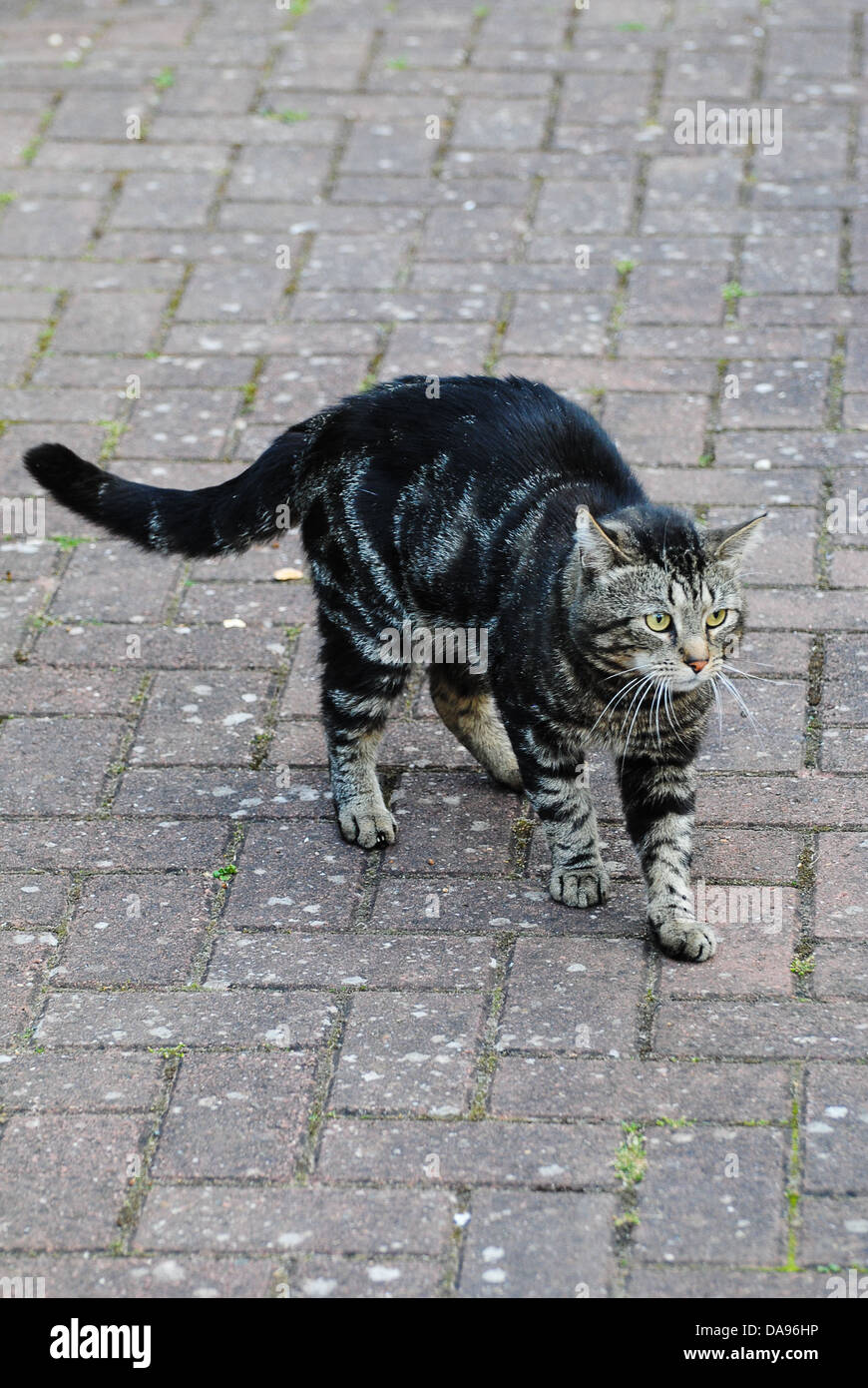 Black cat arching back hi-res stock photography and images - Alamy