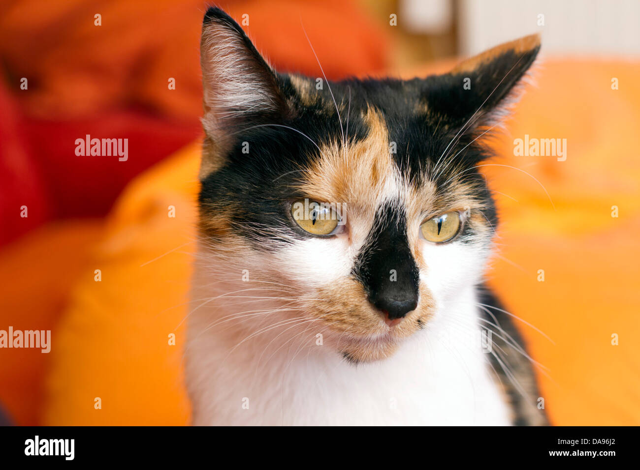 Colour pattern hi-res stock photography and images - Alamy