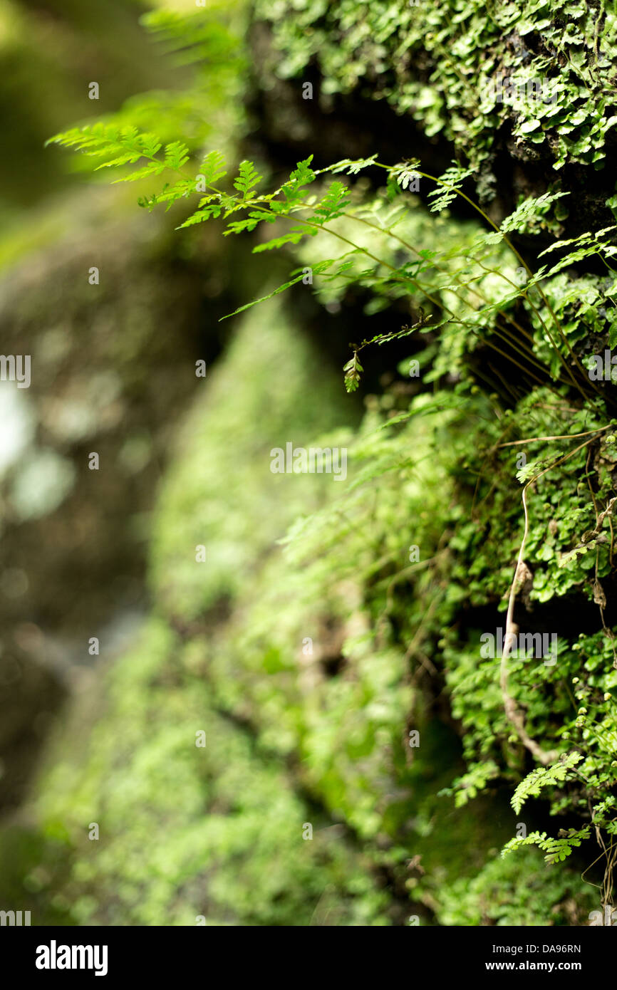 Old Man's Cave, Hocking HIlls State Park, Ohio Stock Photo - Alamy