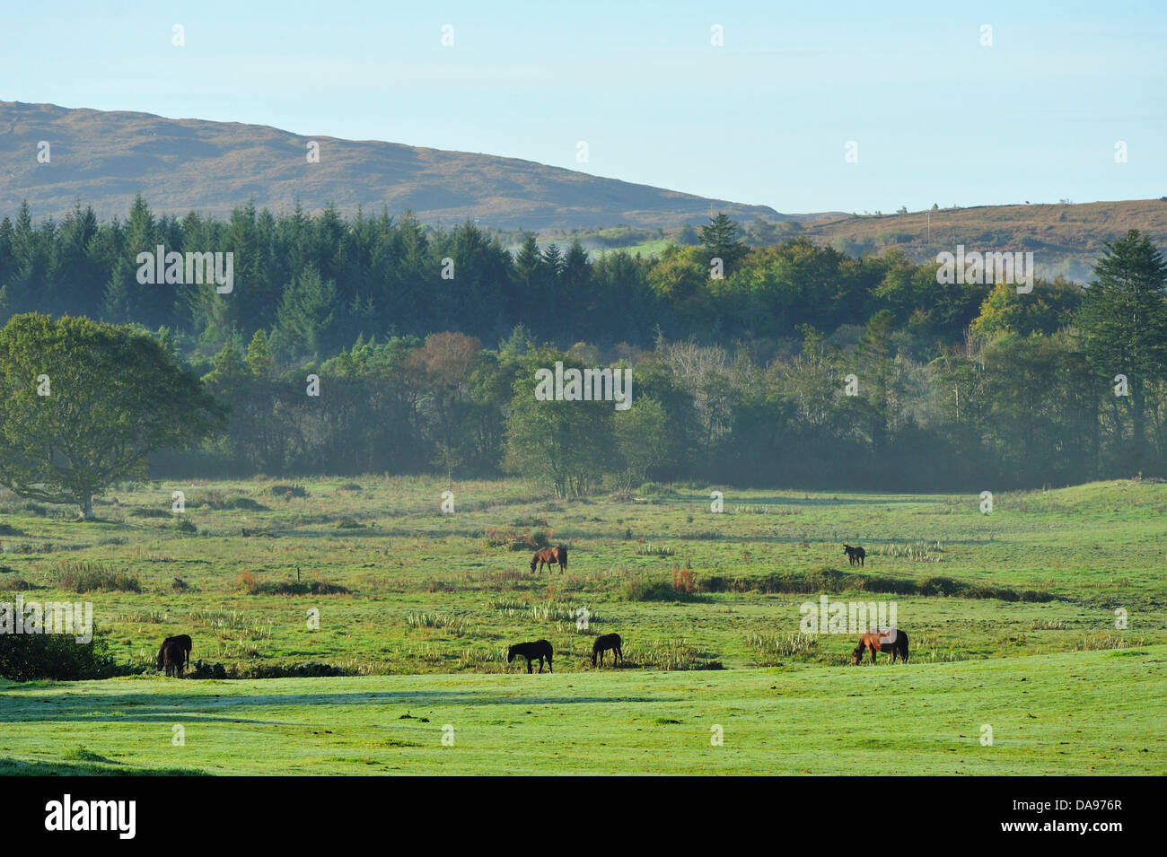 EU, ROI, County Galway, Cows, Europe, European Union, Exterior, Field ...
