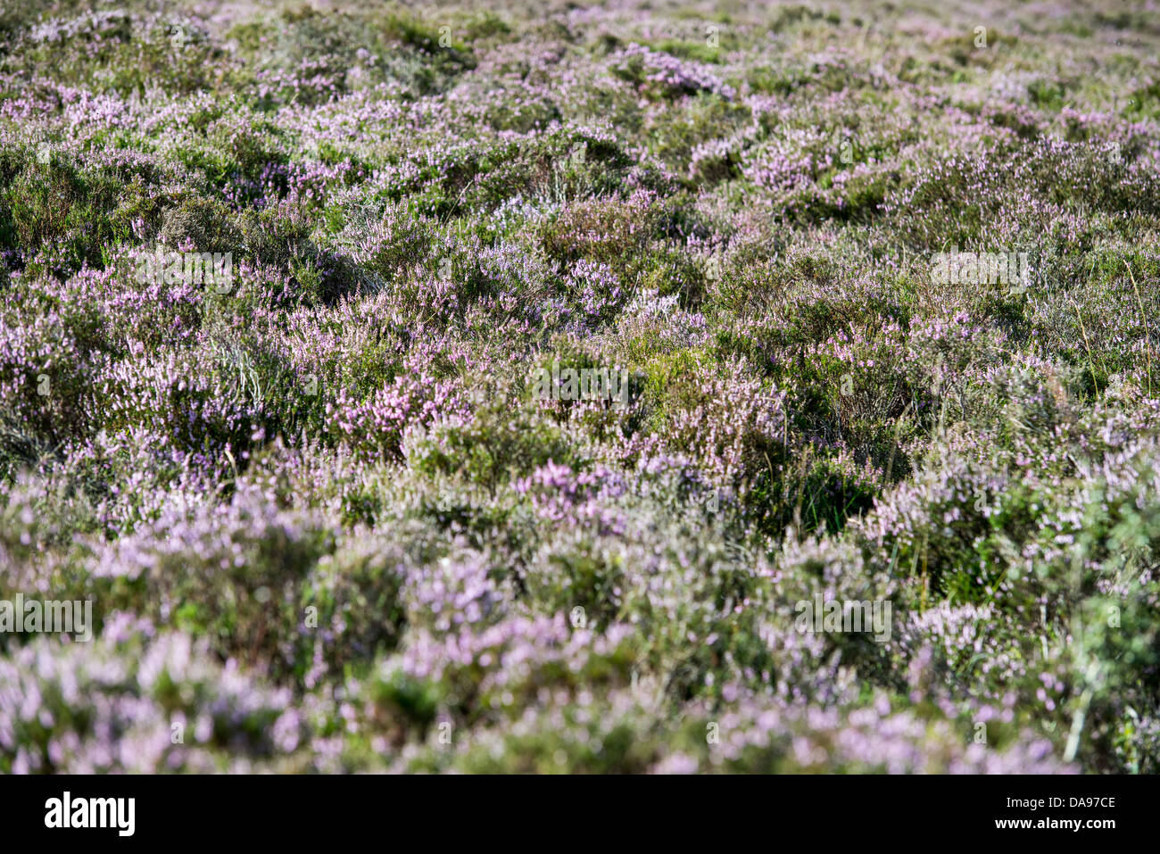 purple heather on a mountain Stock Photo - Alamy