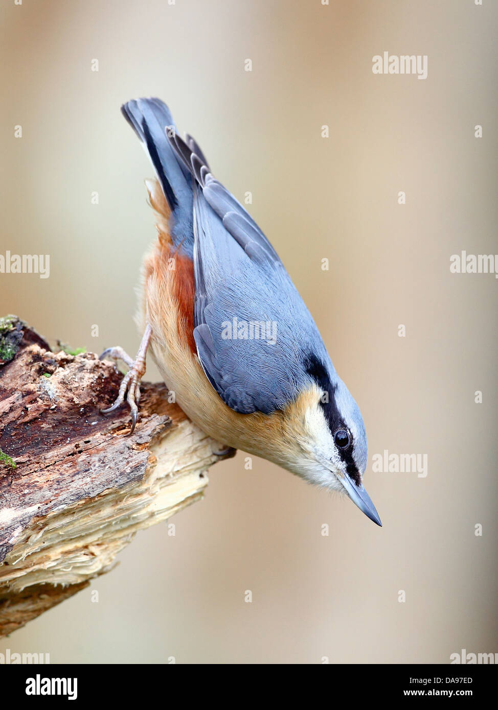 Classic pose of the nuthatch hi-res stock photography and images - Alamy