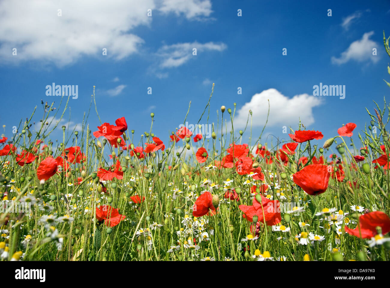 Field of poppies Stock Photo - Alamy