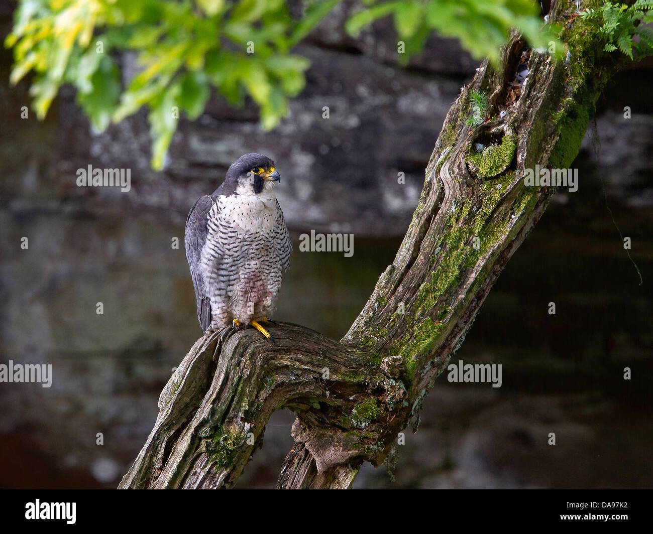 Peregrine falcon perched hi-res stock photography and images - Alamy
