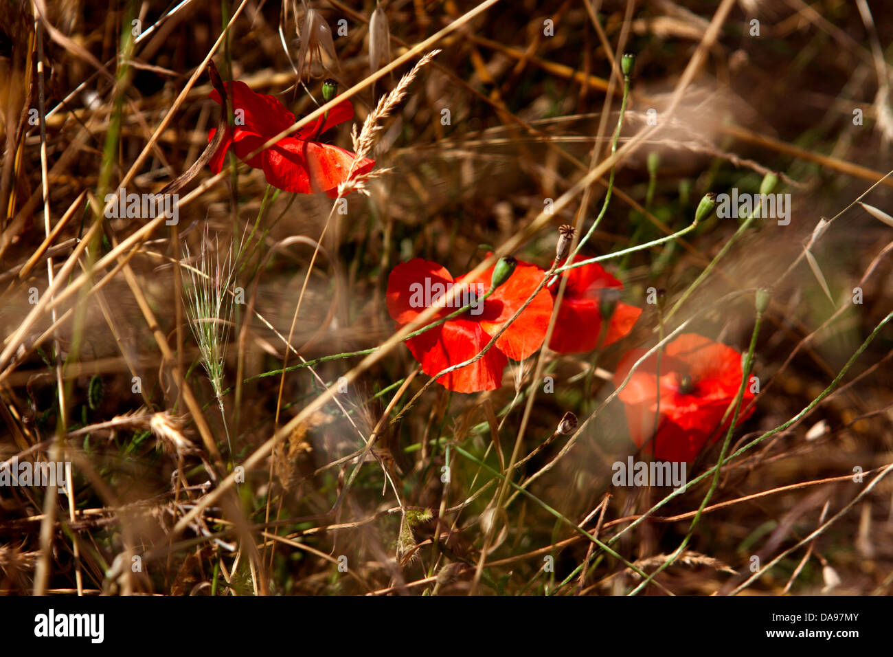 Poppies with insects hi-res stock photography and images - Alamy