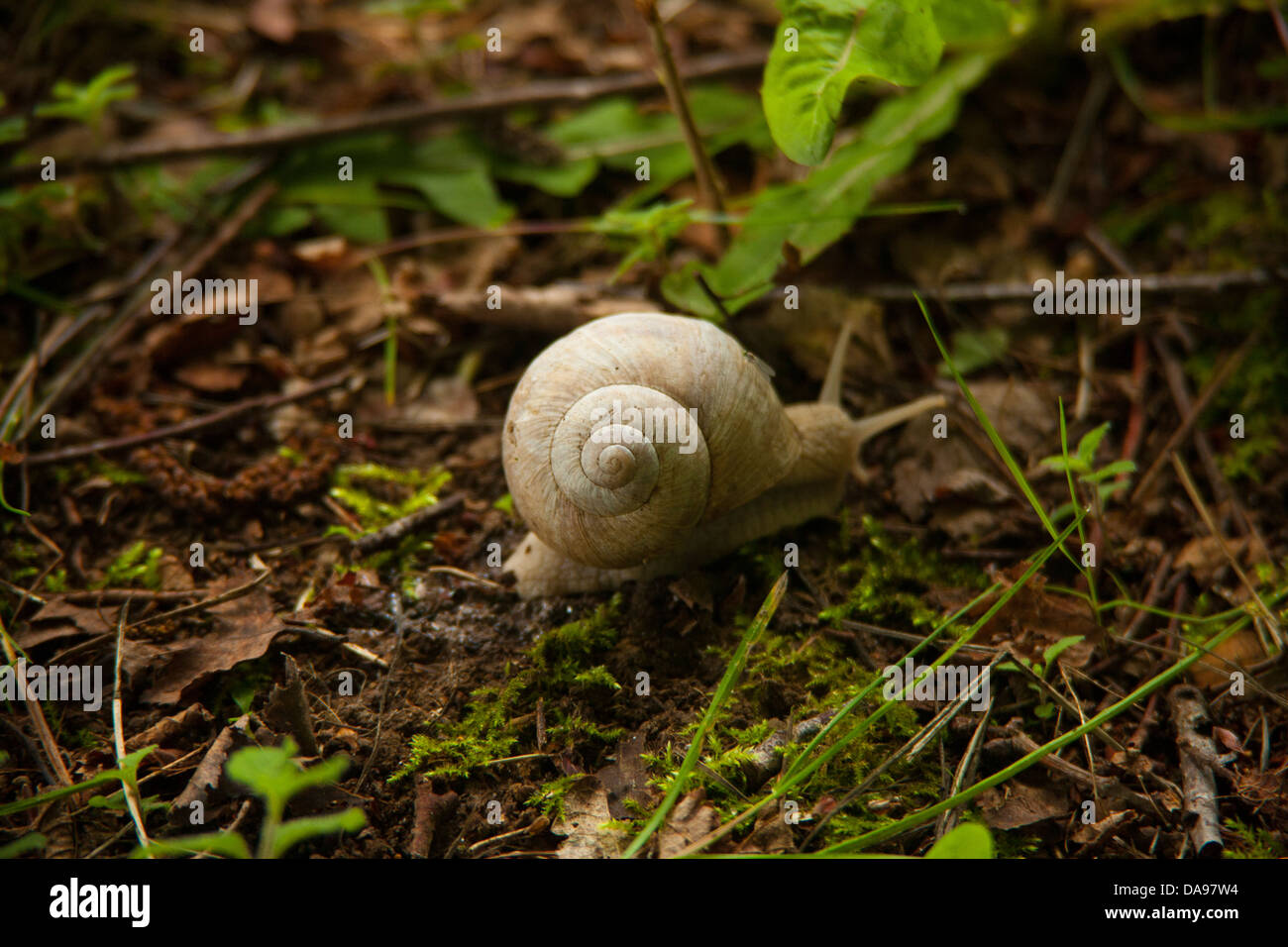 Live snail hi-res stock photography and images - Alamy