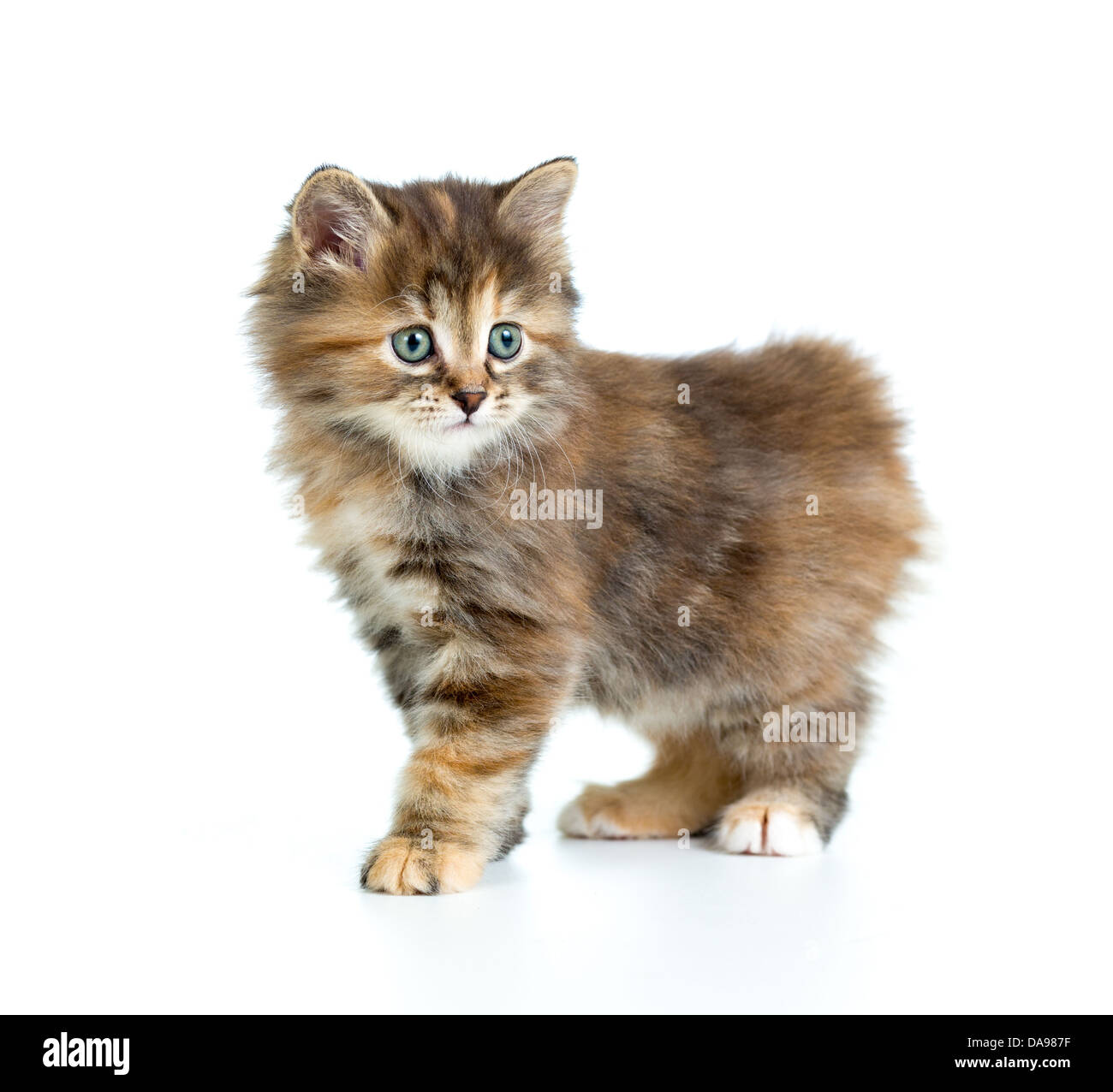 Kuril bobtail tortoiseshell coat kitten isolated on white Stock Photo ...