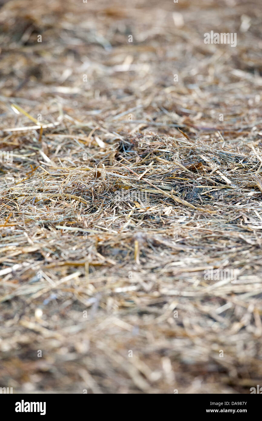 straw on t he floor of a barn Stock Photo - Alamy
