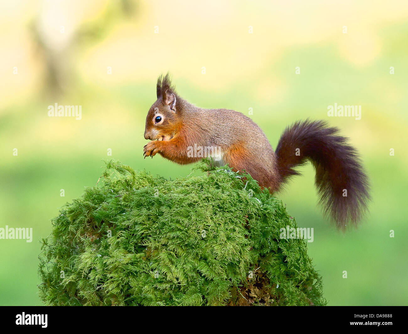 Lichen and moss covered log hi-res stock photography and images - Alamy