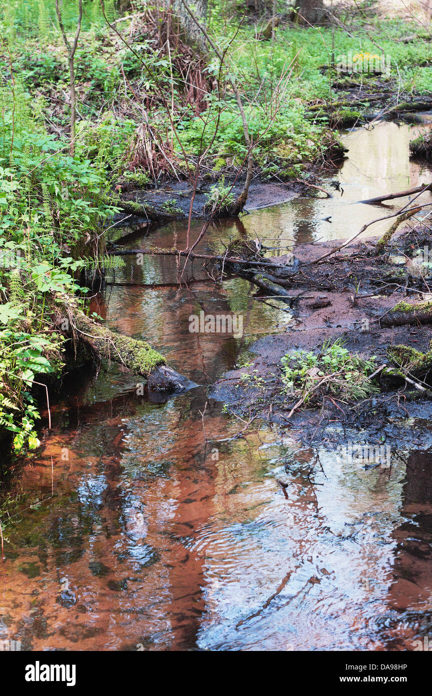 Stream in the forest in early spring Stock Photo - Alamy