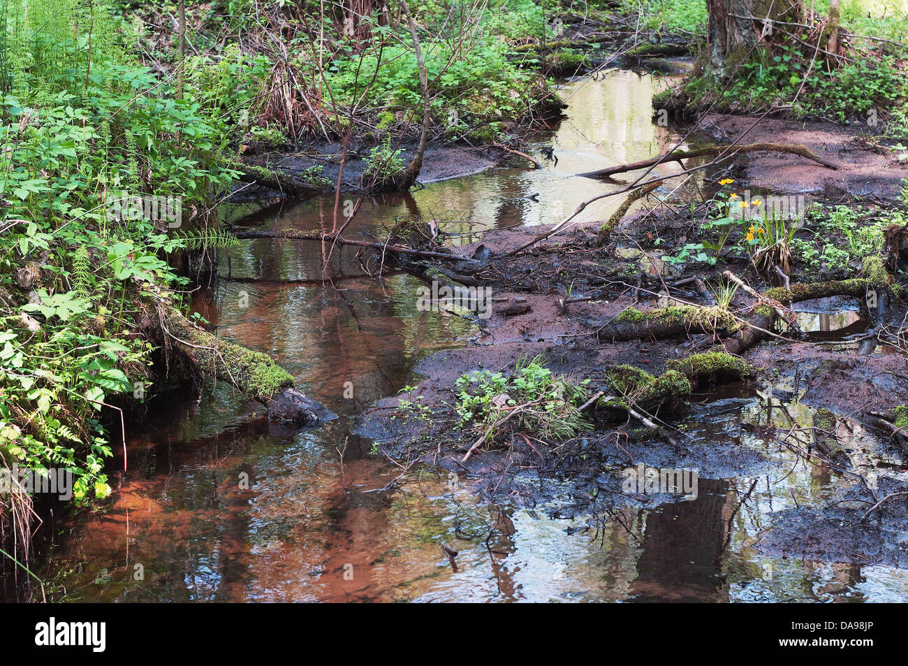 Old forest stream hi-res stock photography and images - Alamy