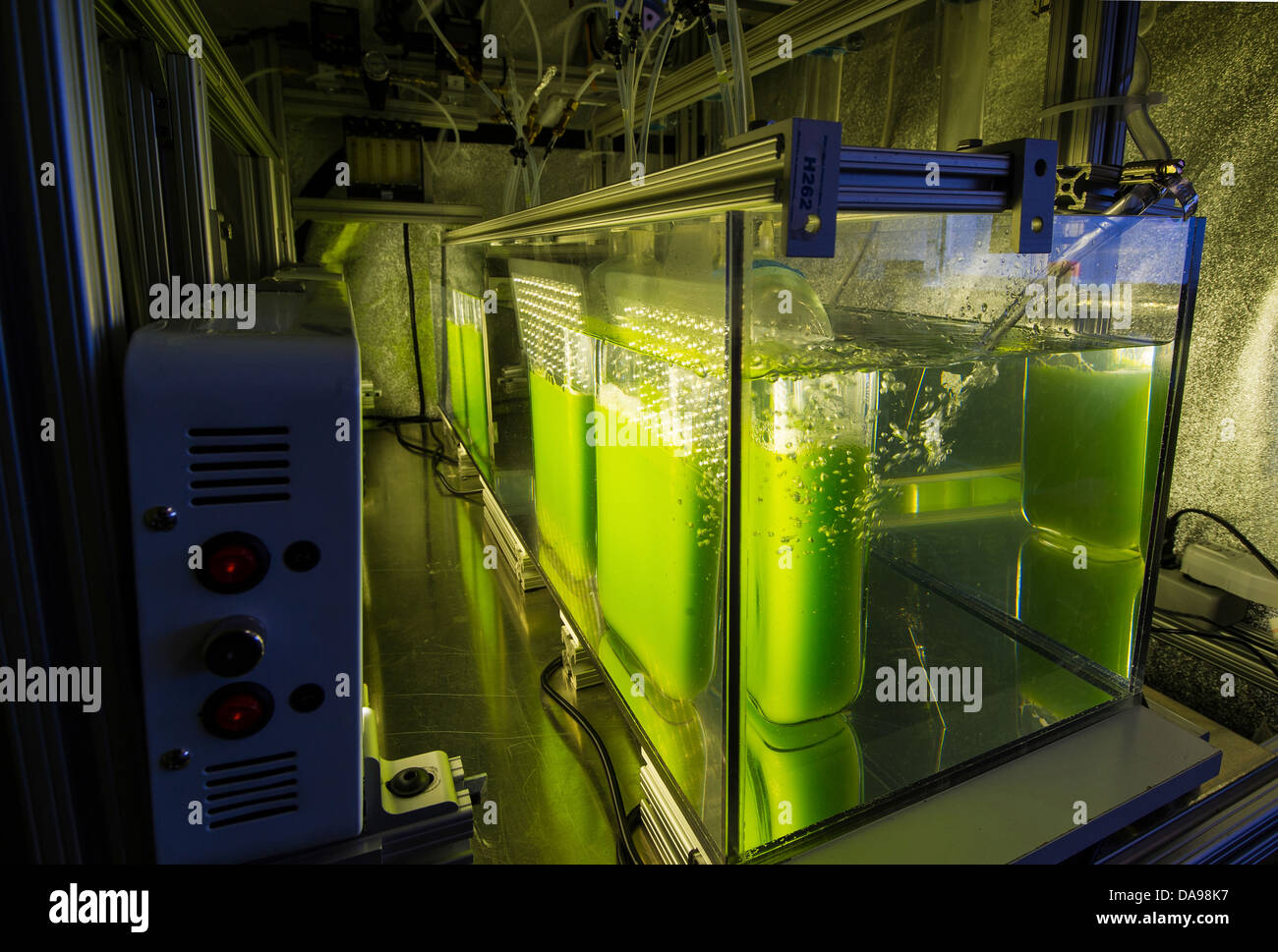 A chlorella strain of algae grows in a tent reactor developed for use ...