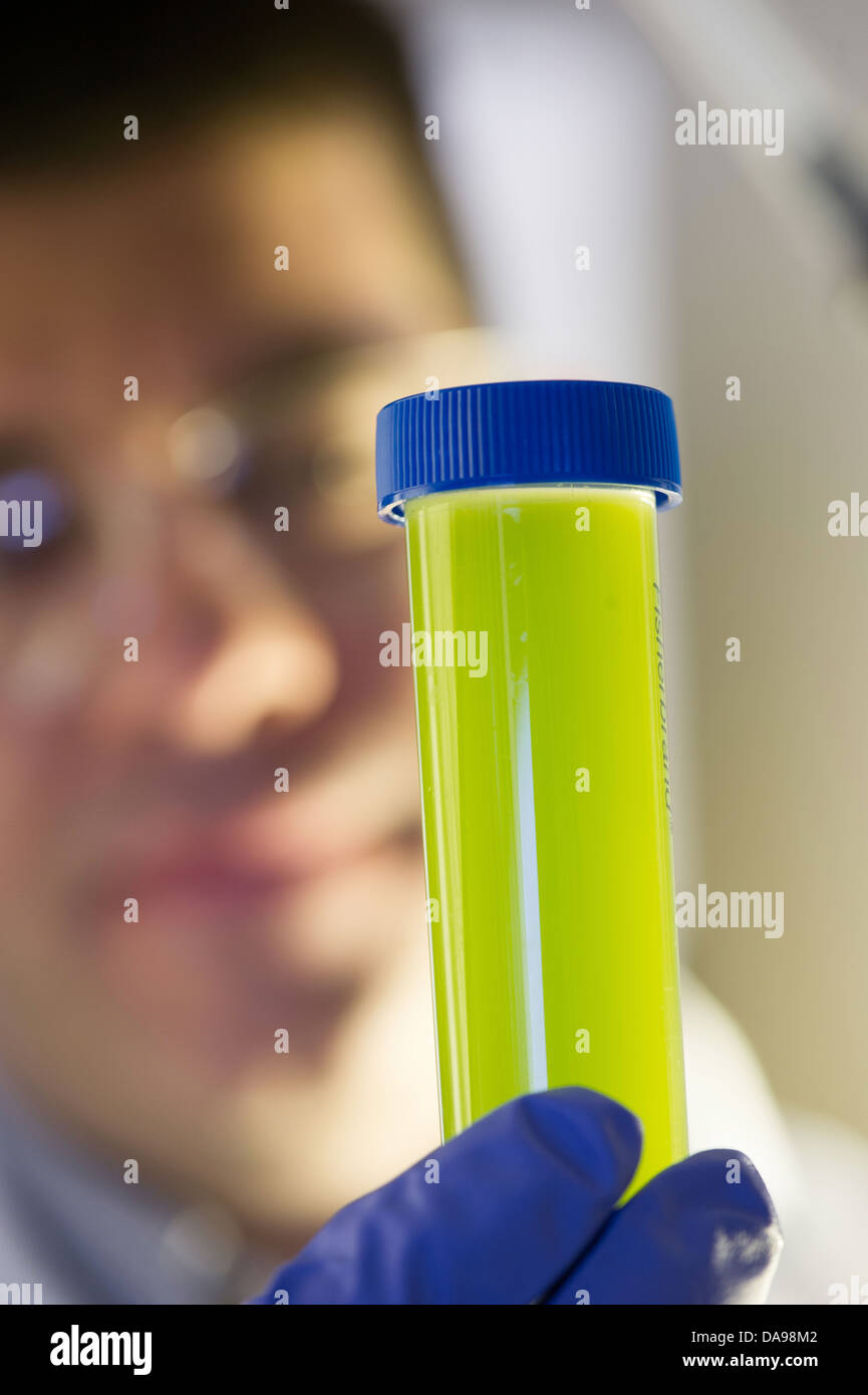 Algae strain hi-res stock photography and images - Alamy