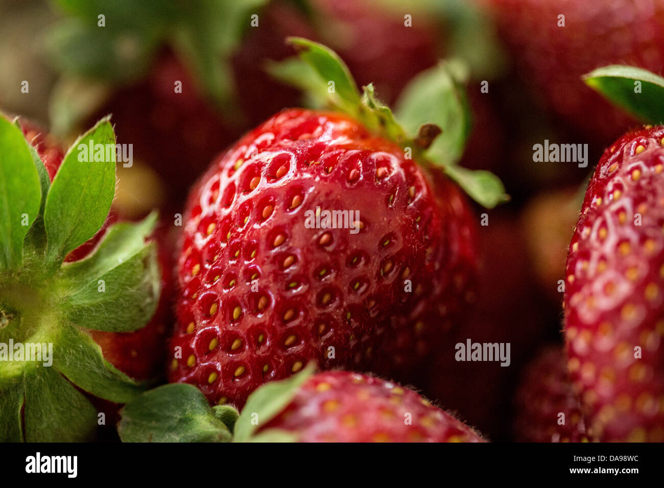 Ohio Local Strawberries Stock Photo - Alamy