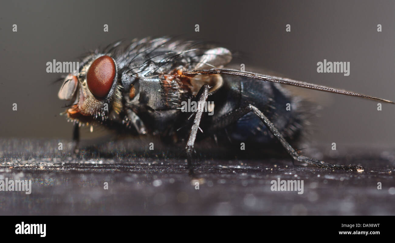Macro shot of black fly with dark background Stock Photo - Alamy