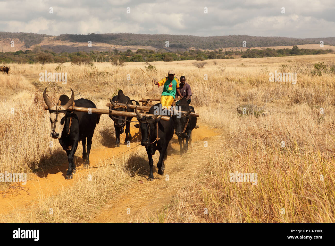 men, man, local, locals, zebu, zebus, zebu cart, cart, cattle, oxcart ...