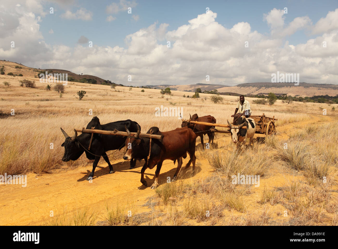 men, man, local, locals, zebu, zebus, zebu cart, cart, cattle, oxcart ...