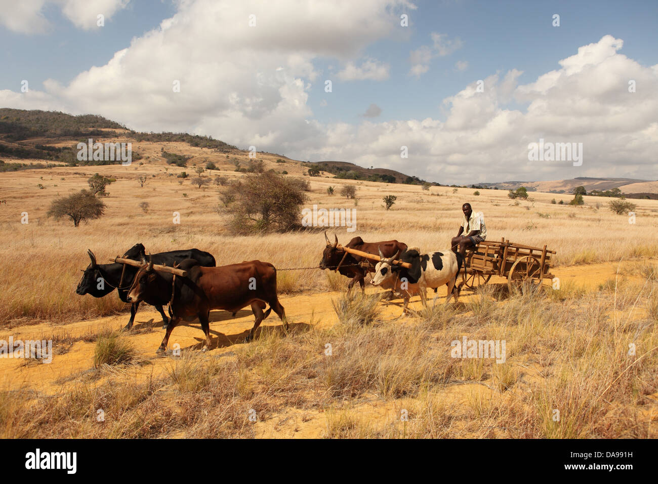 men, man, local, locals, zebu, zebus, zebu cart, cart, cattle, oxcart ...