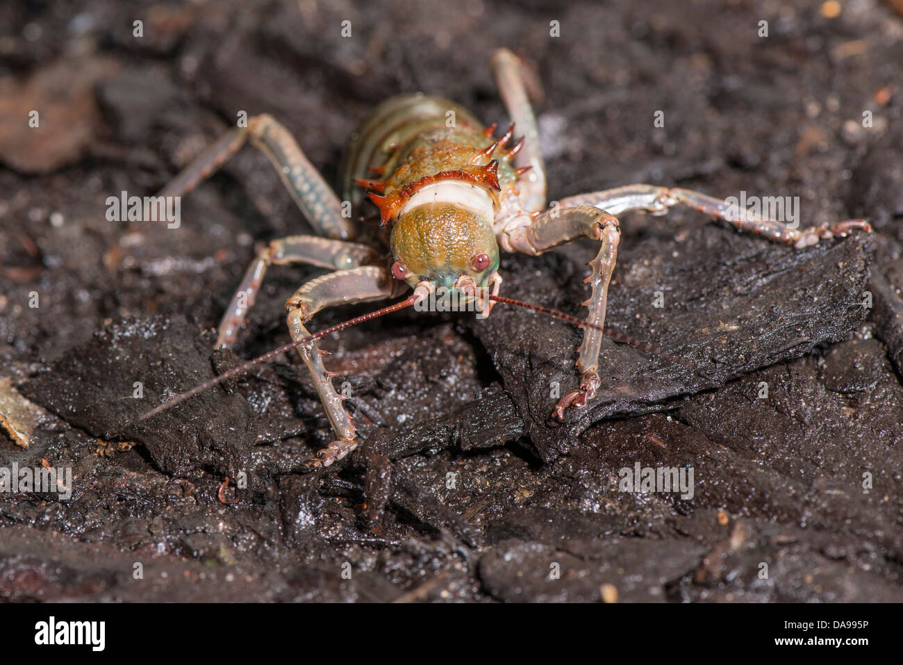 Armoured Cricket Stock Photos & Armoured Cricket Stock Images - Alamy
