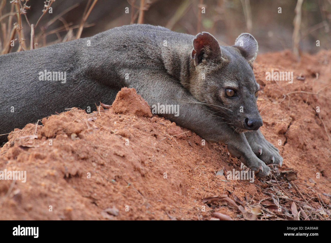 Fossa cryptoprocta ferox kirindy forest hi-res stock photography and ...