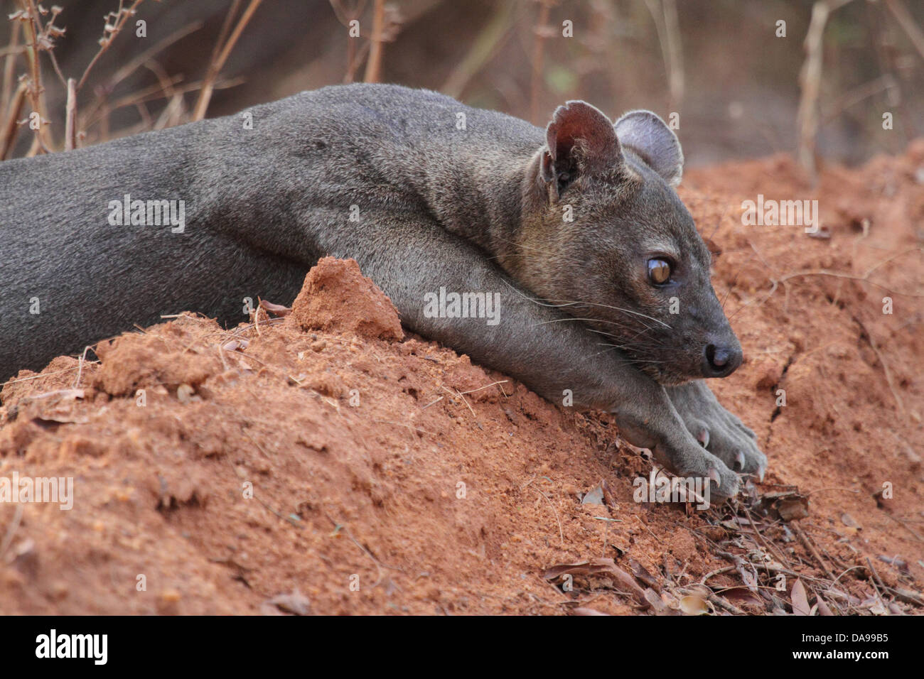 animal, mammal, carnivore, fossa, fosa, endemic, side view, vulnerable ...