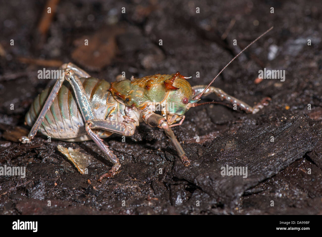 An Armoured Ground Cricket Stock Photo - Alamy