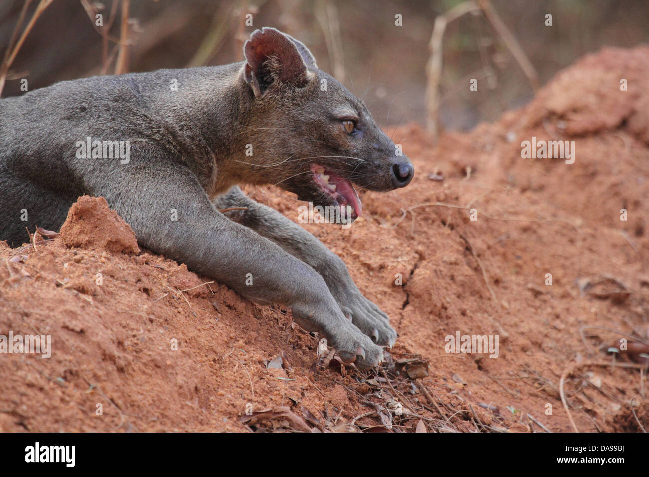animal, mammal, carnivore, fossa, fosa, endemic, side view, panting ...