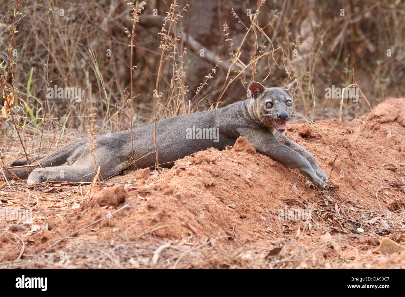 animal, mammal, carnivore, fossa, fosa, endemic, side view, vulnerable ...