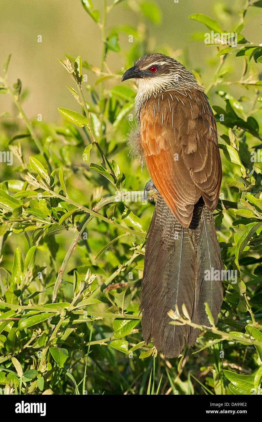 Burchells hi-res stock photography and images - Alamy