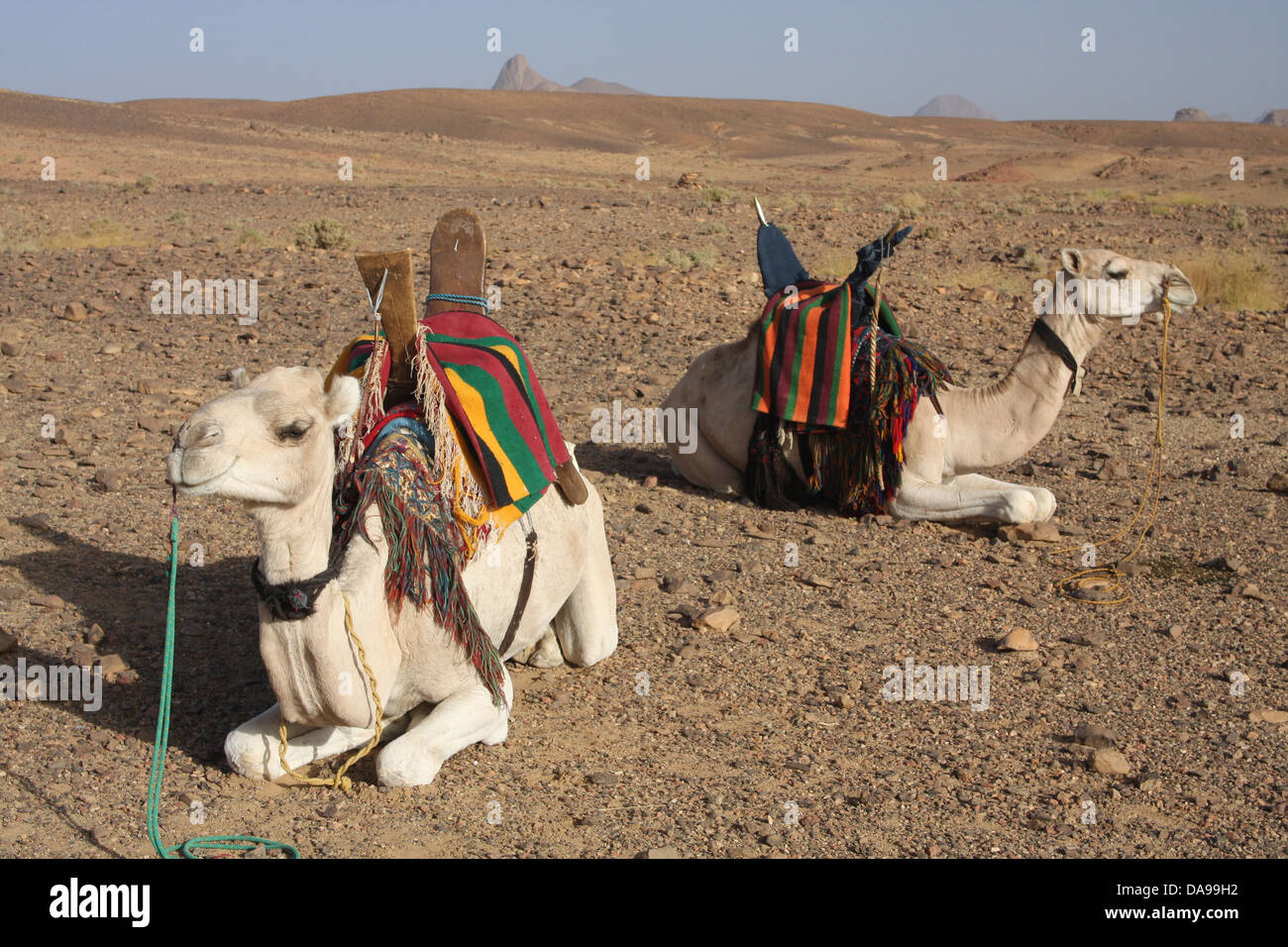 Algeria, Africa, north Africa, desert, stone desert, rocky desert ...