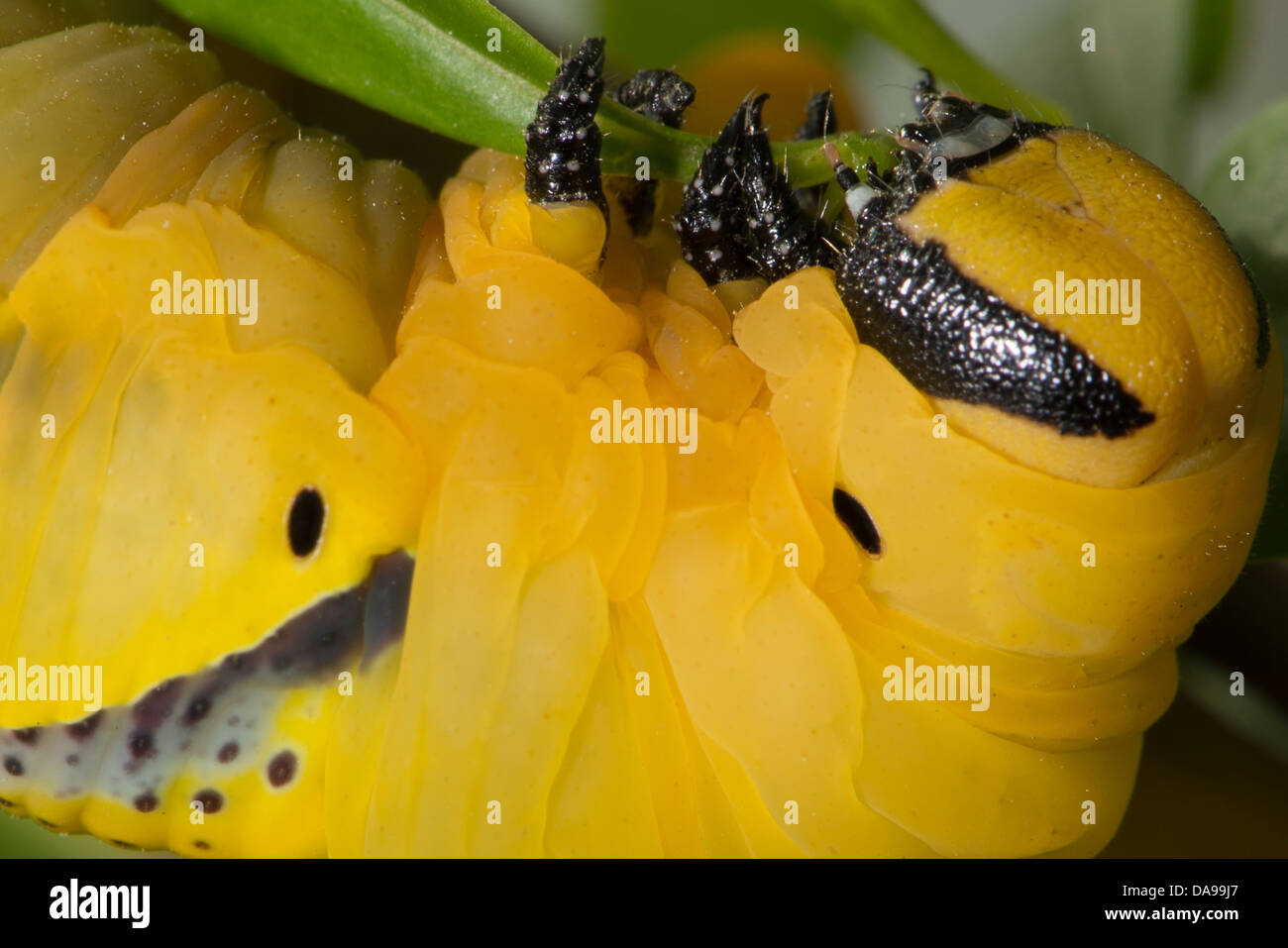Close up of a Death's Head Hawkmoth larva feeding Stock Photo - Alamy