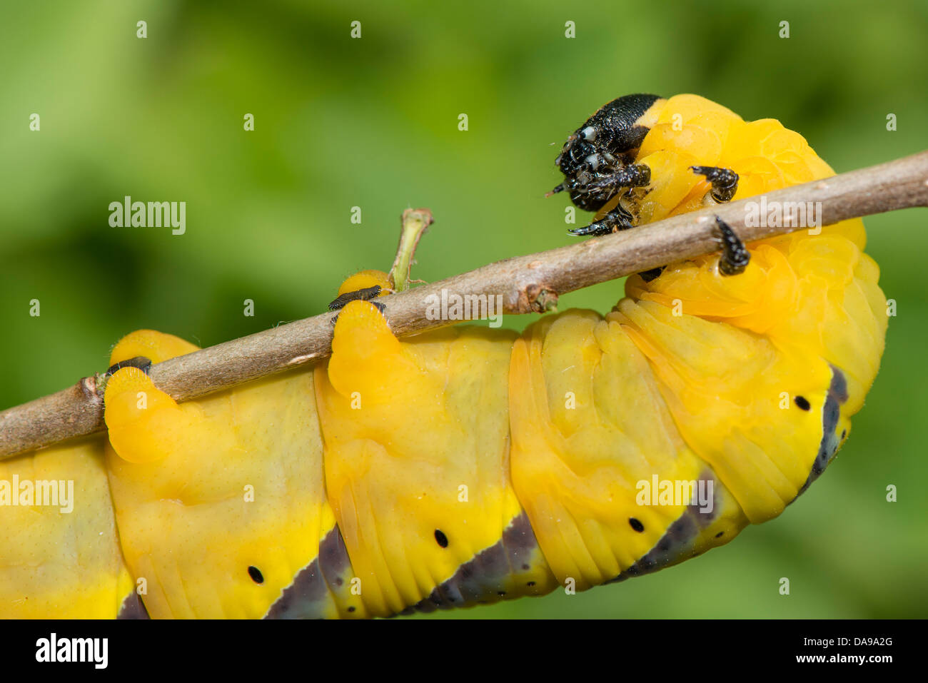 Deaths head hawkmoth acherontia atropos caterpillar hi-res stock ...