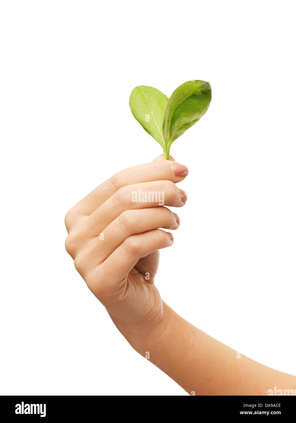 woman hand with green leaves Stock Photo - Alamy