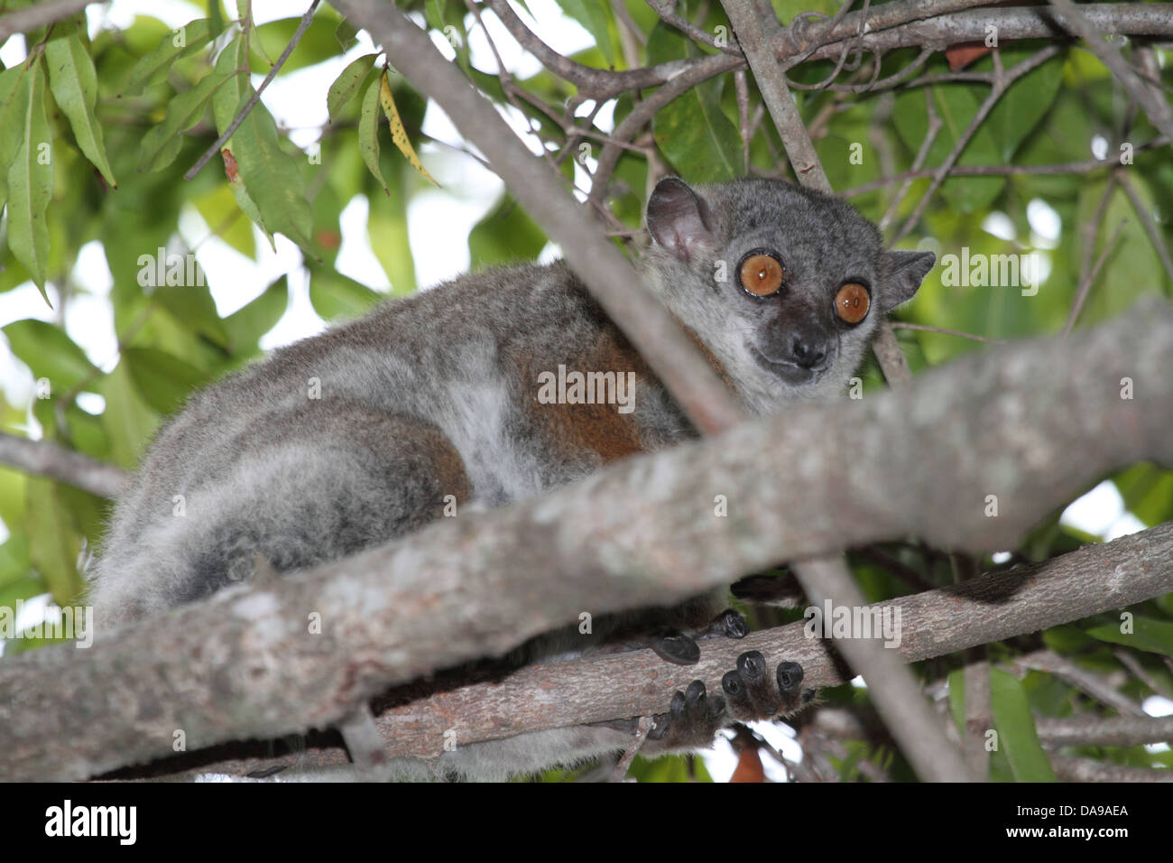 animal, primate, mammal, lemur, Randrianasolo's sportive lemur ...