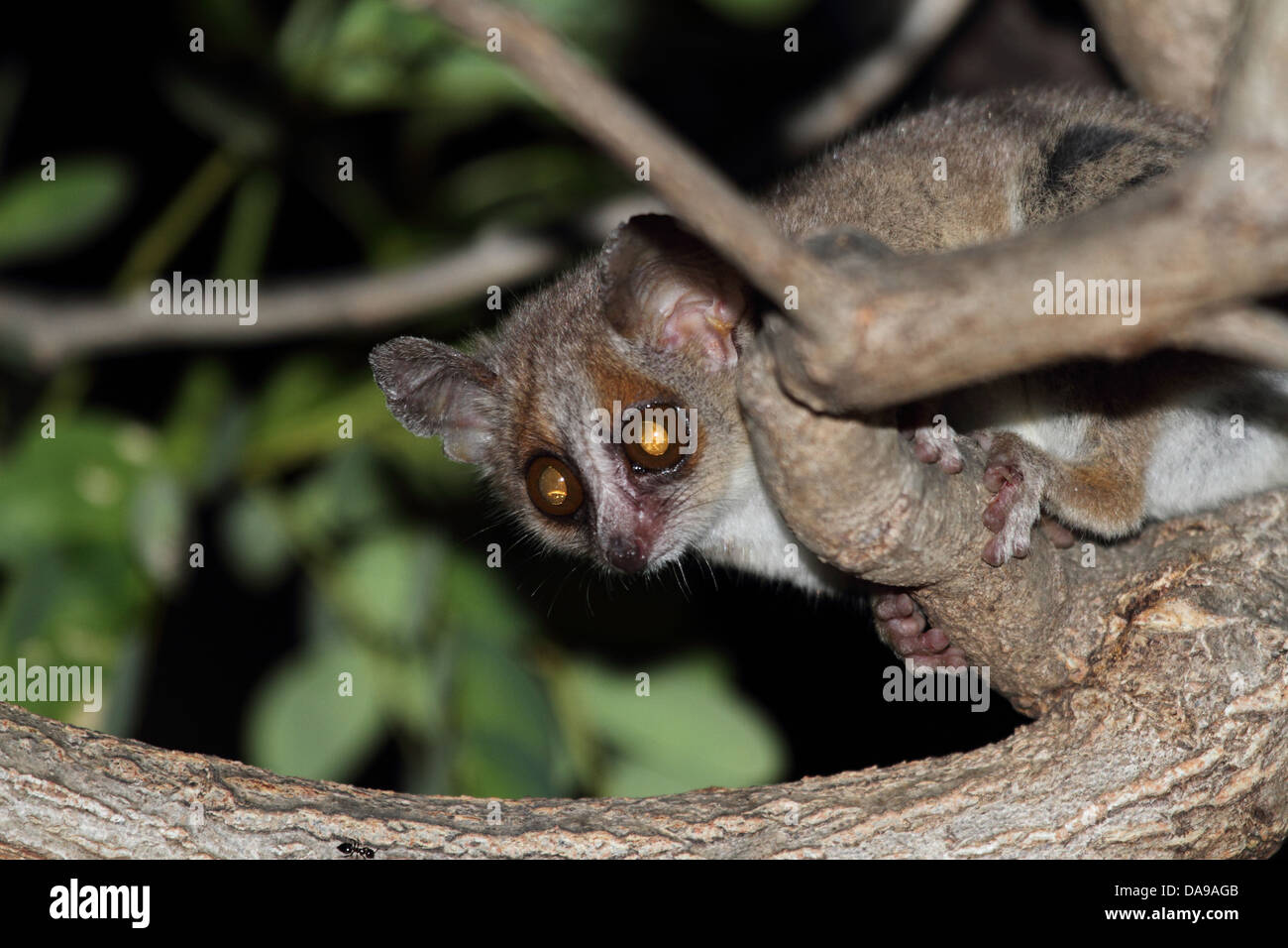 animal, primate, mammal, lemur, Mouse Lemur, Lemur, nocturnal, dry ...
