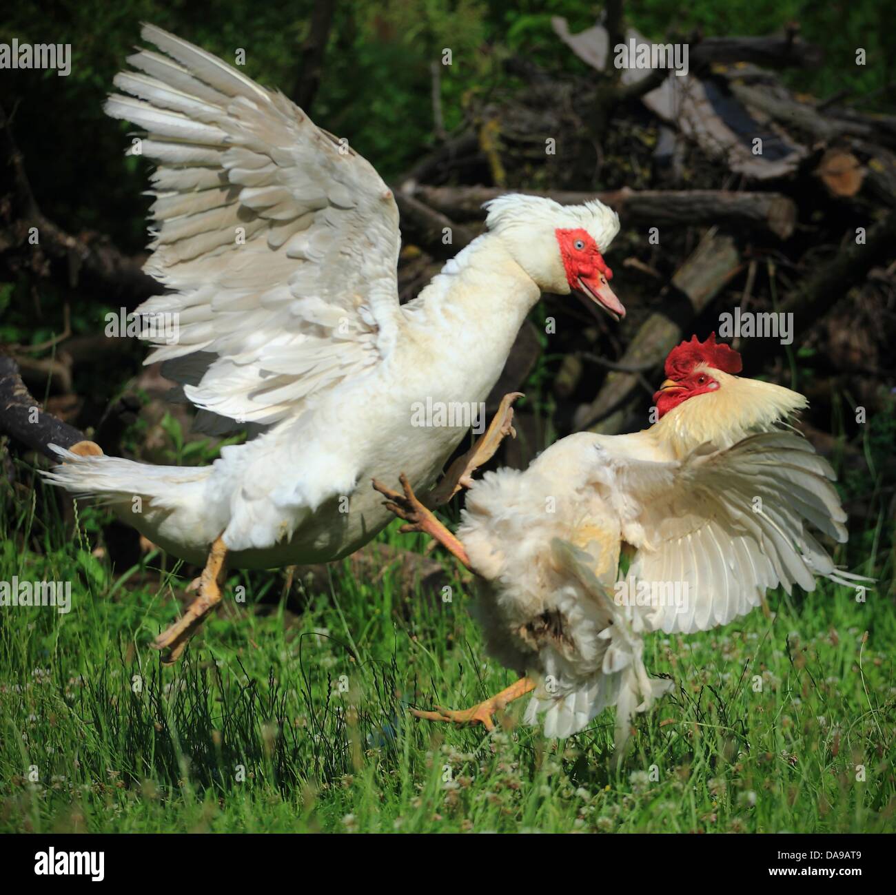 A duck (L) and a cock fight over territory at Dueppler Muehle in ...