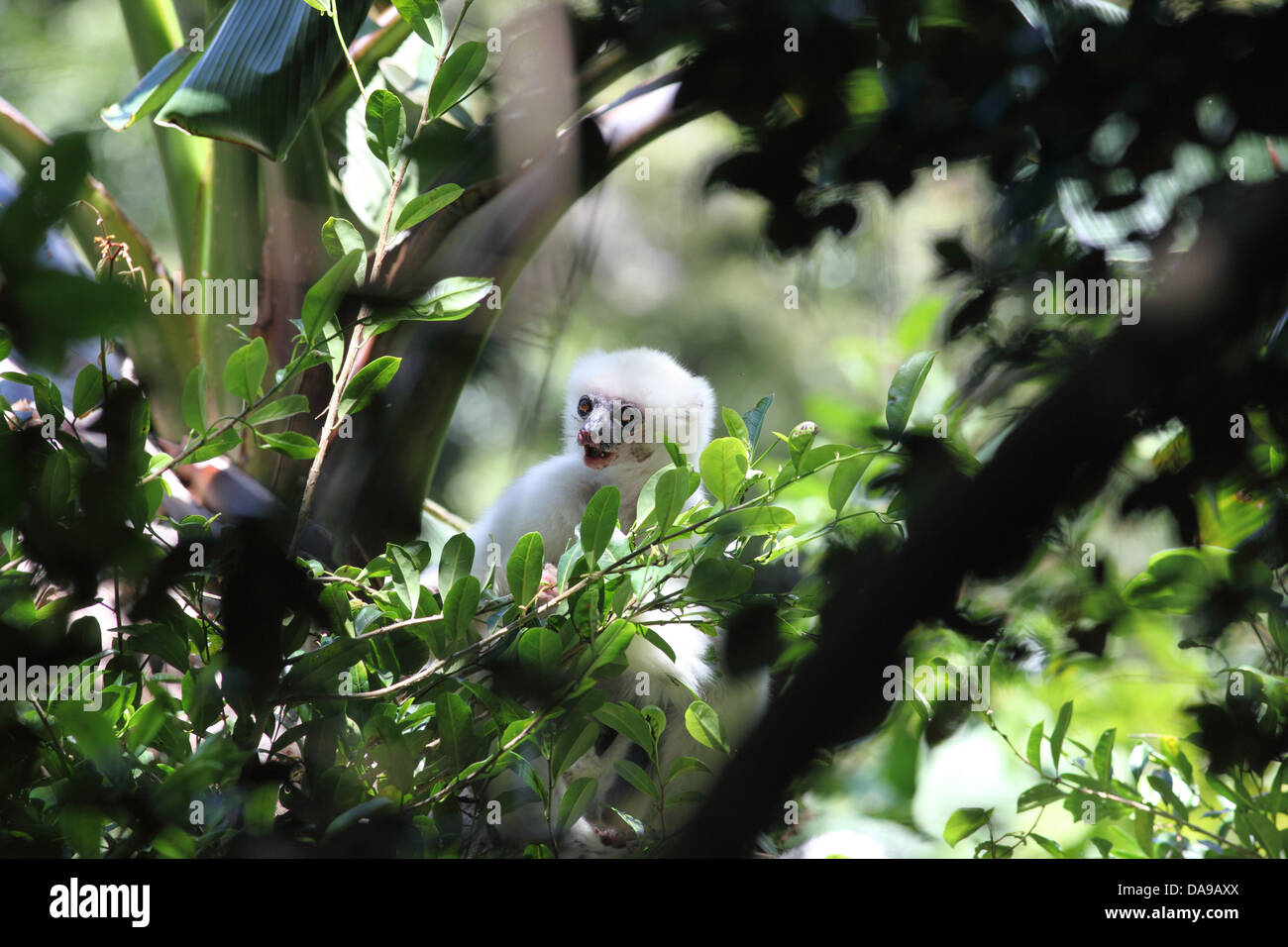 Simpona hi-res stock photography and images - Alamy