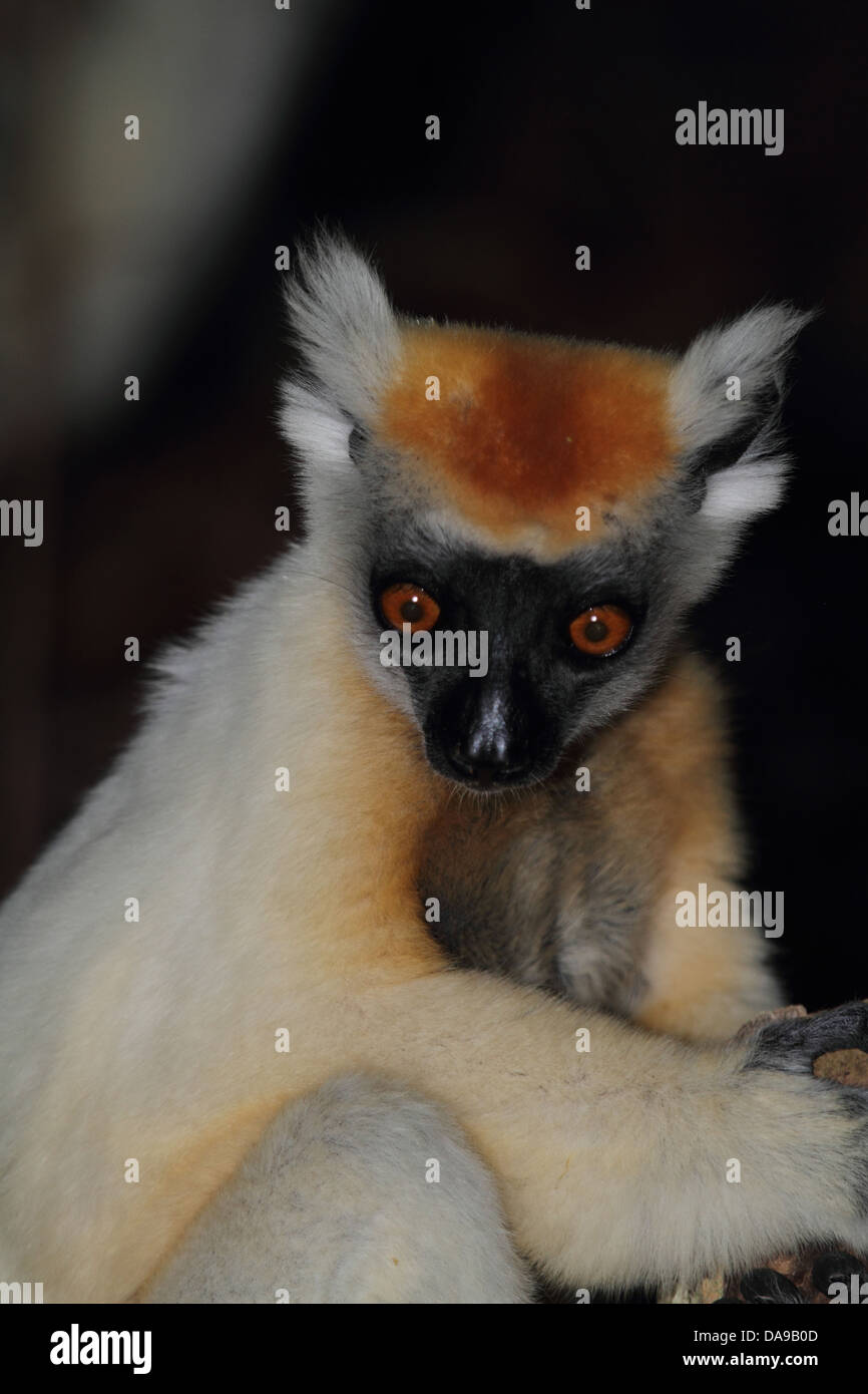 animal, primate, mammal, lemur, sifaka, Tattersall's sifaka, Golden ...