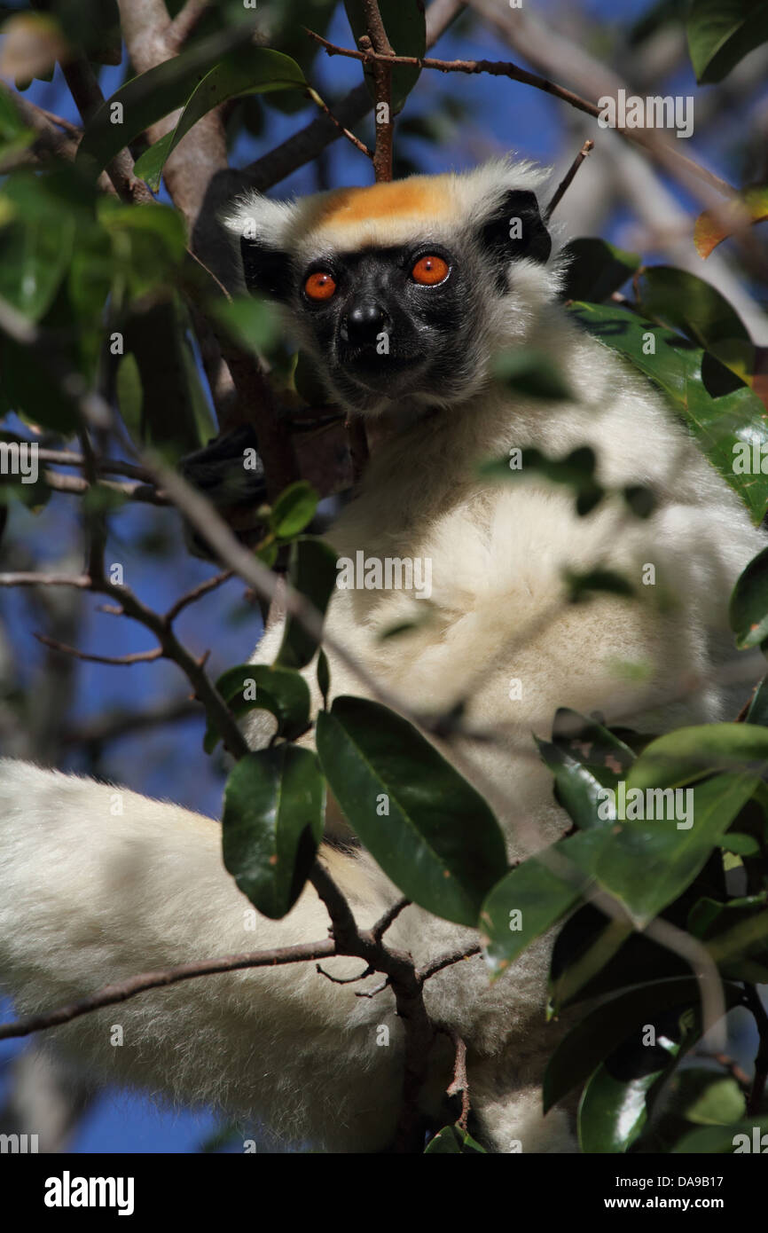 animal, primate, mammal, lemur, sifaka, Tattersall's sifaka, Golden ...