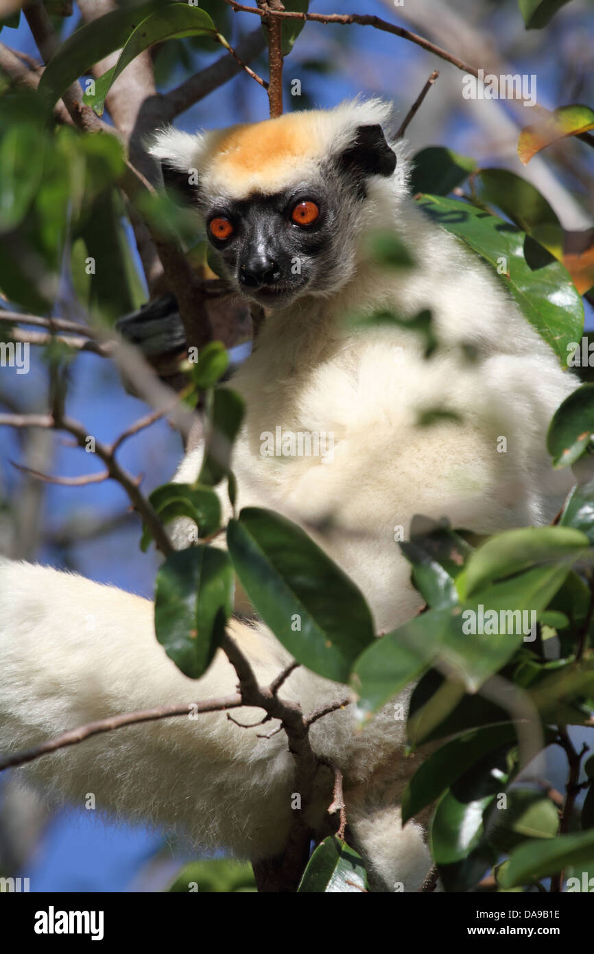 Golden crowned sifaka lemur tattersalls propithecus tattersalli hi-res ...