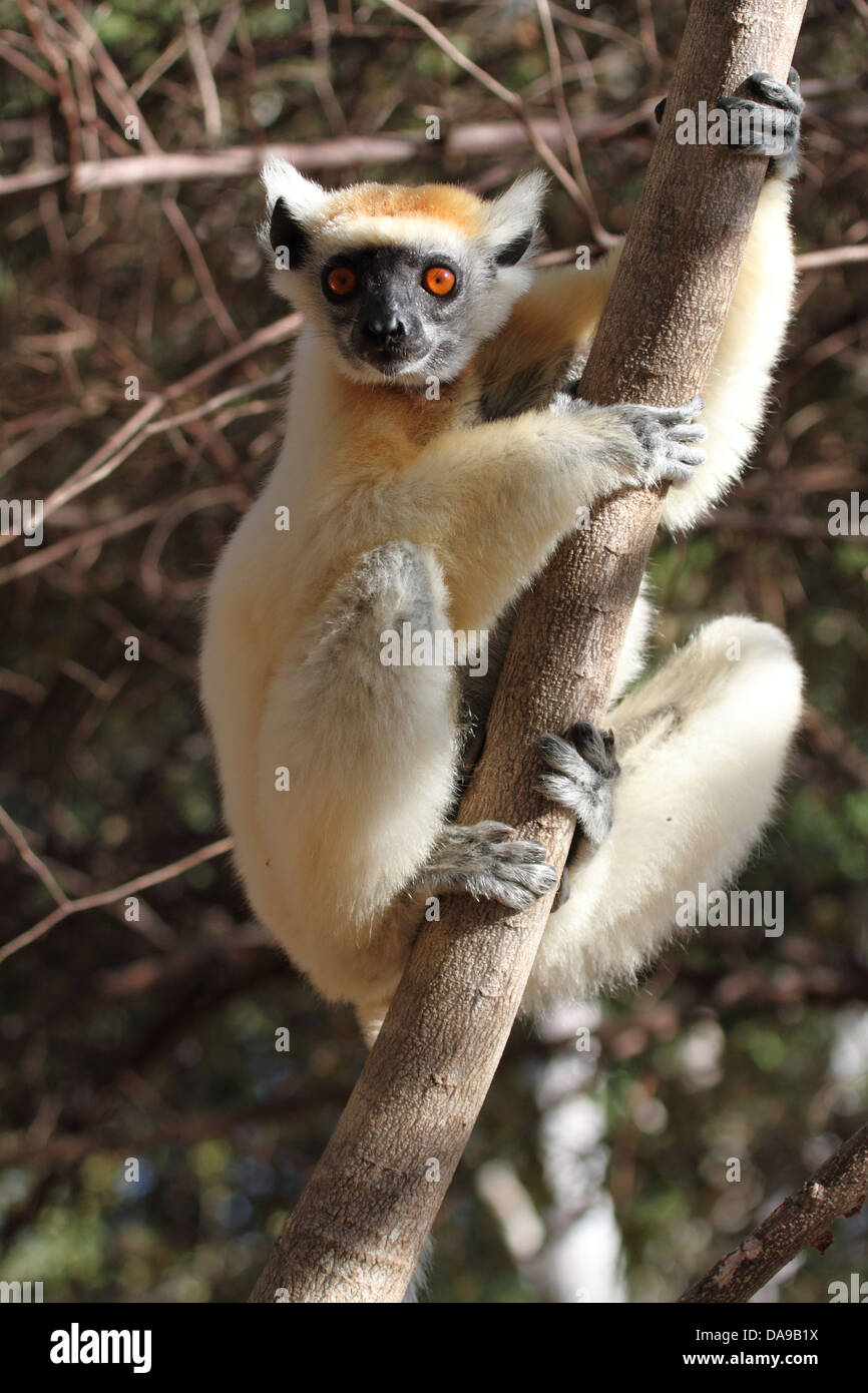 Golden crowned sifaka propithecus tattersalli hi-res stock photography ...