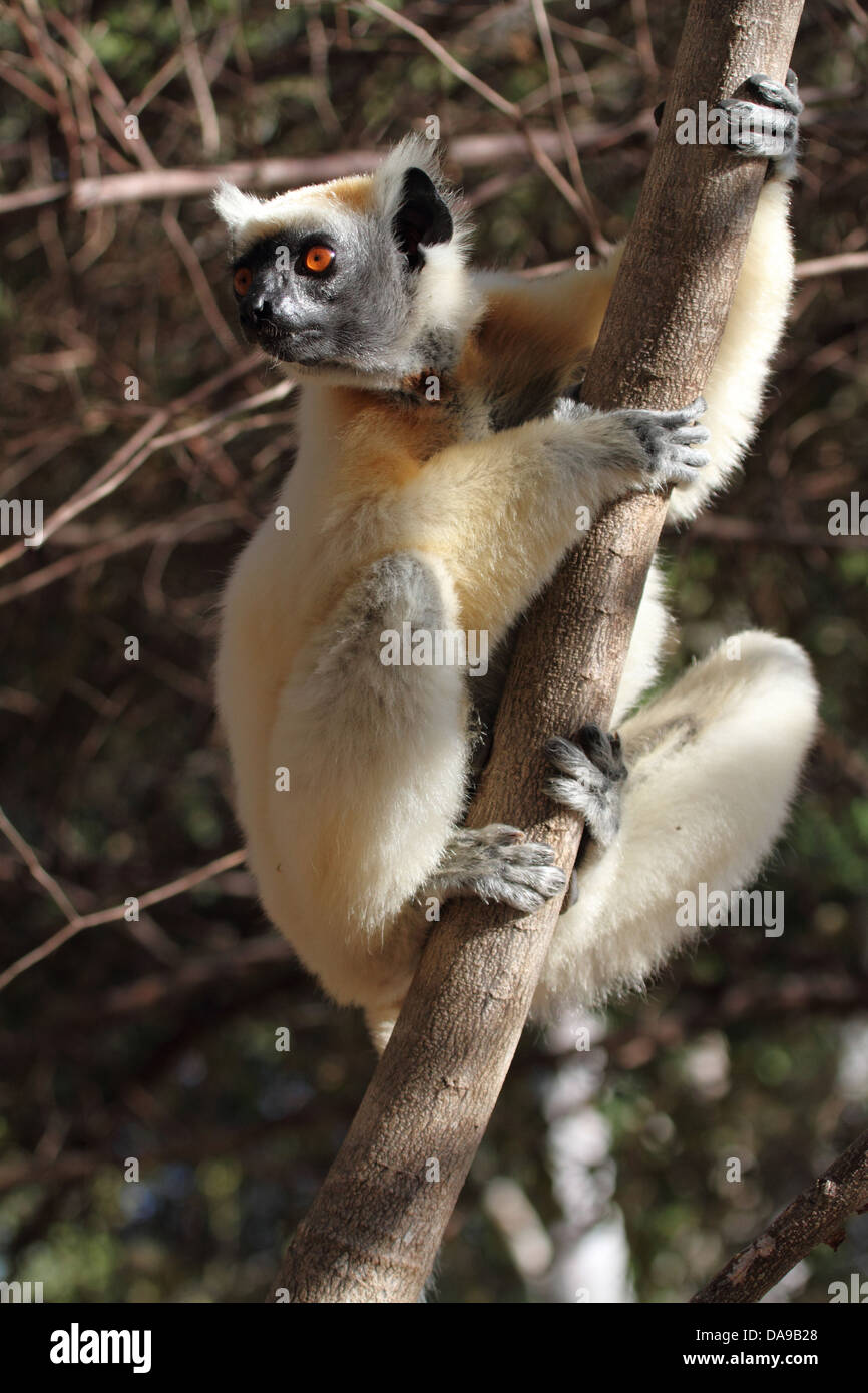 animal, primate, mammal, lemur, sifaka, Tattersall's sifaka, Golden ...