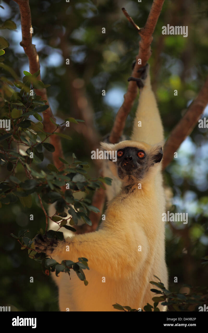 Golden crowned sifaka lemur tattersalls propithecus tattersalli hi-res ...