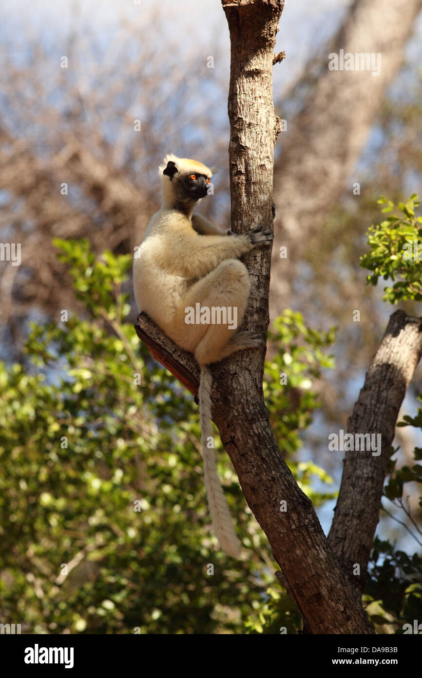 animal, primate, mammal, lemur, sifaka, Tattersall's sifaka, Golden ...