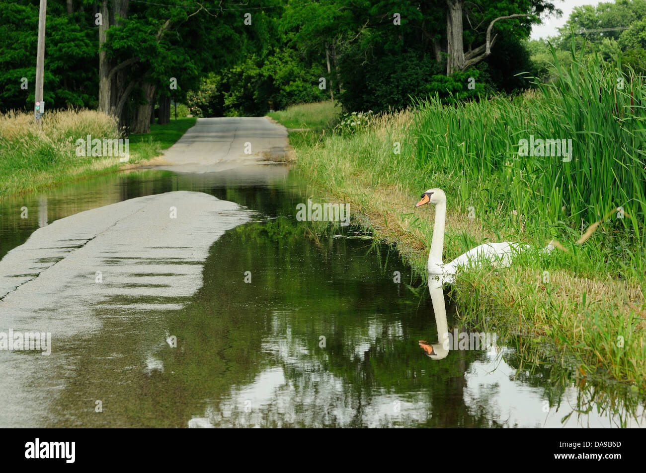 Male Mute Swan crossing partially flooded country road Stock Photo - Alamy