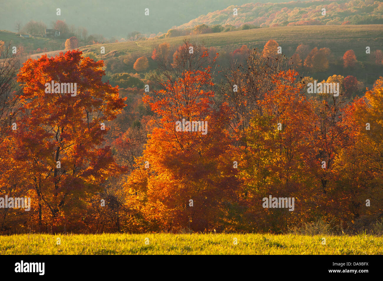 LINE OF TREES FALL FOLIAGE JEFFERSON COUNTY PENNSYLVANIA USA Stock ...