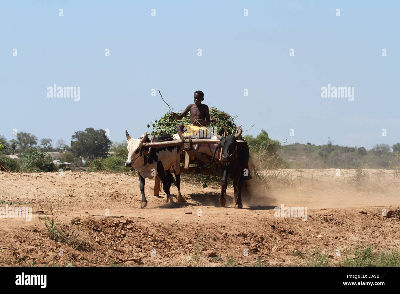 men, man, local, locals, zebu, zebus, zebu cart, cart, cattle, oxcart ...